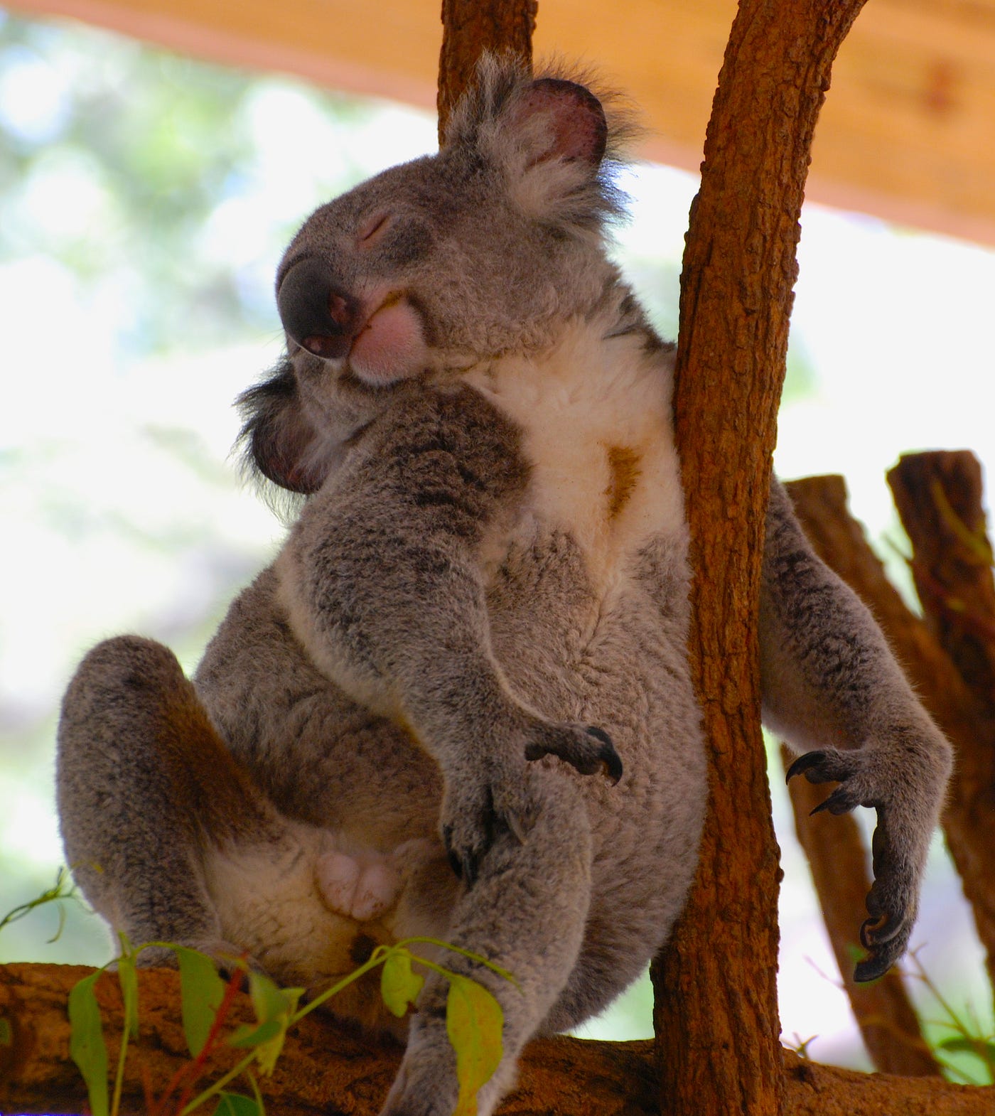 Koala Sleeping