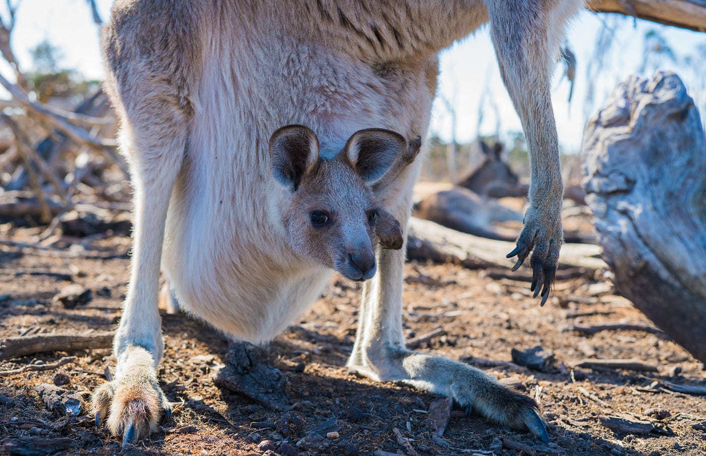 Kangaroo Embryo
