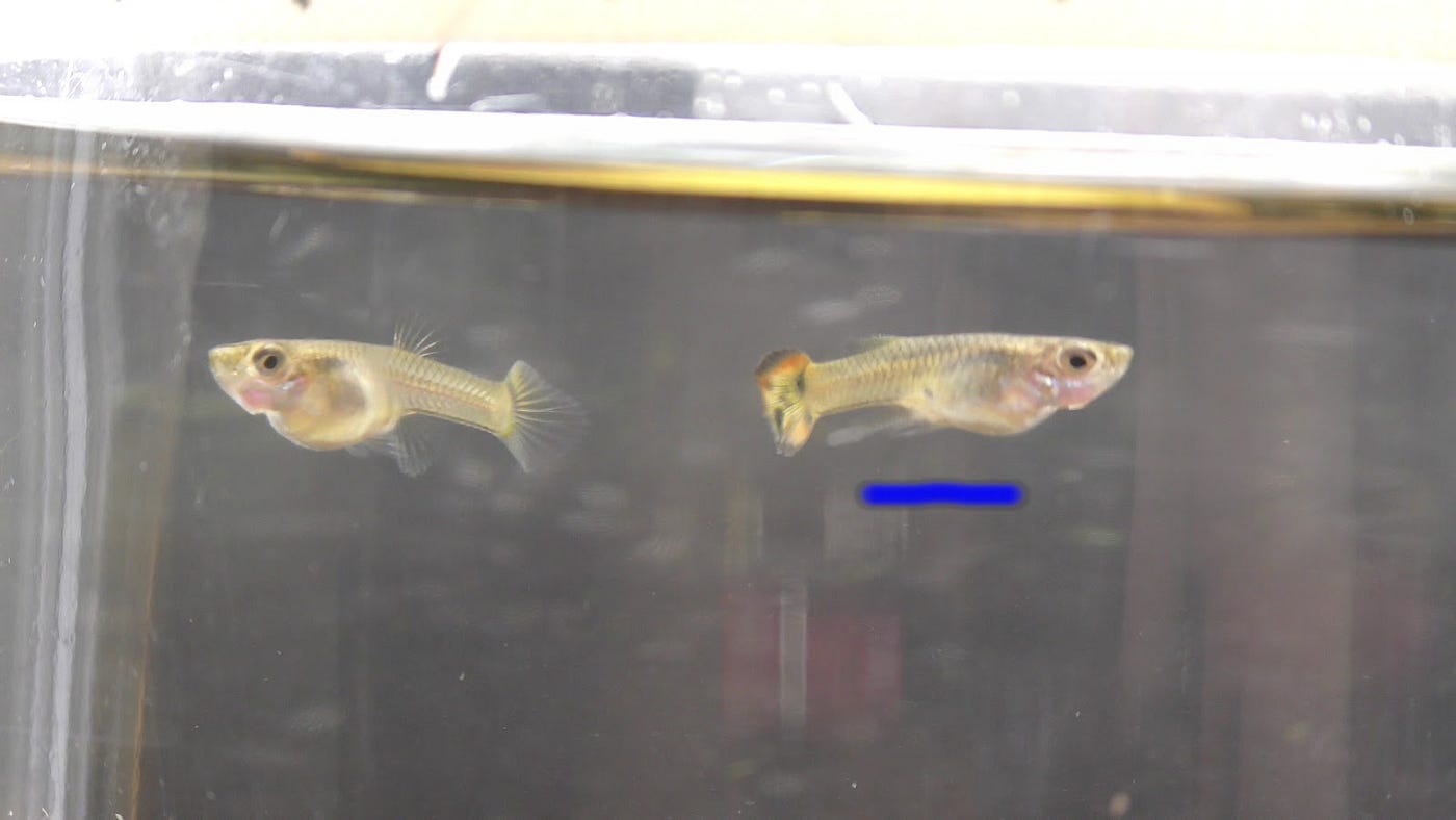 Newborn Guppy Fry