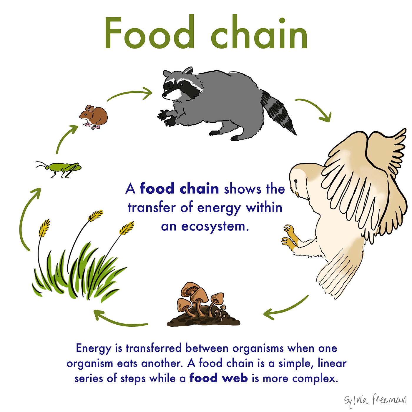 Human Food Chain Cycle Food Chain Science