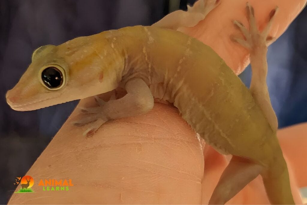 Florida Gecko Animal