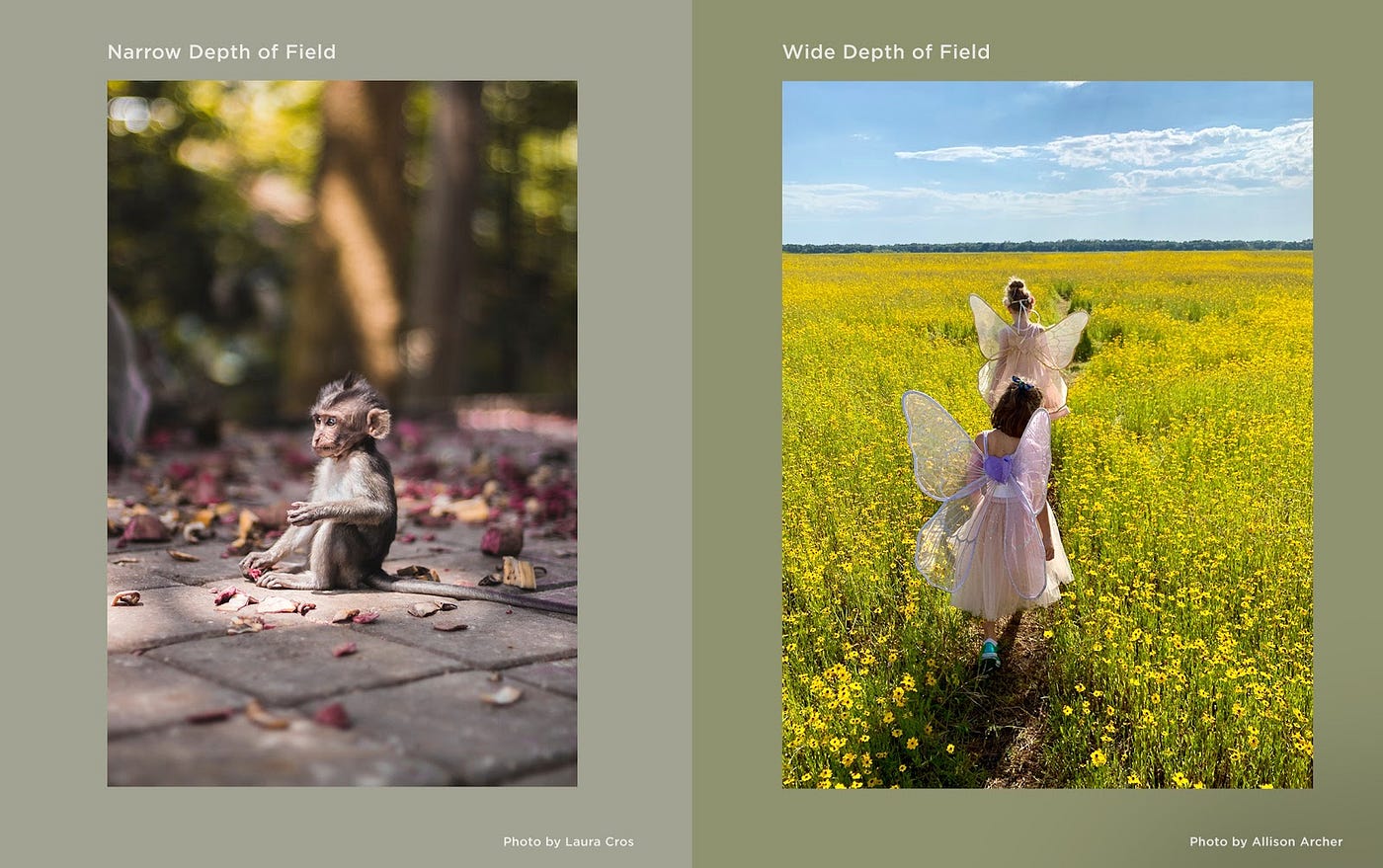 Depth Of Field Examples Depth Of Field Explained Using Aperture And