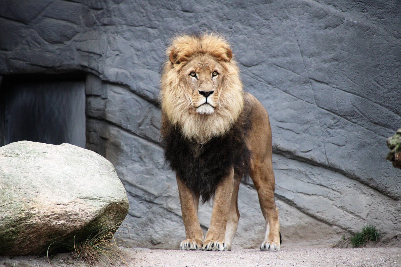 Hercules And Leo The Lion
