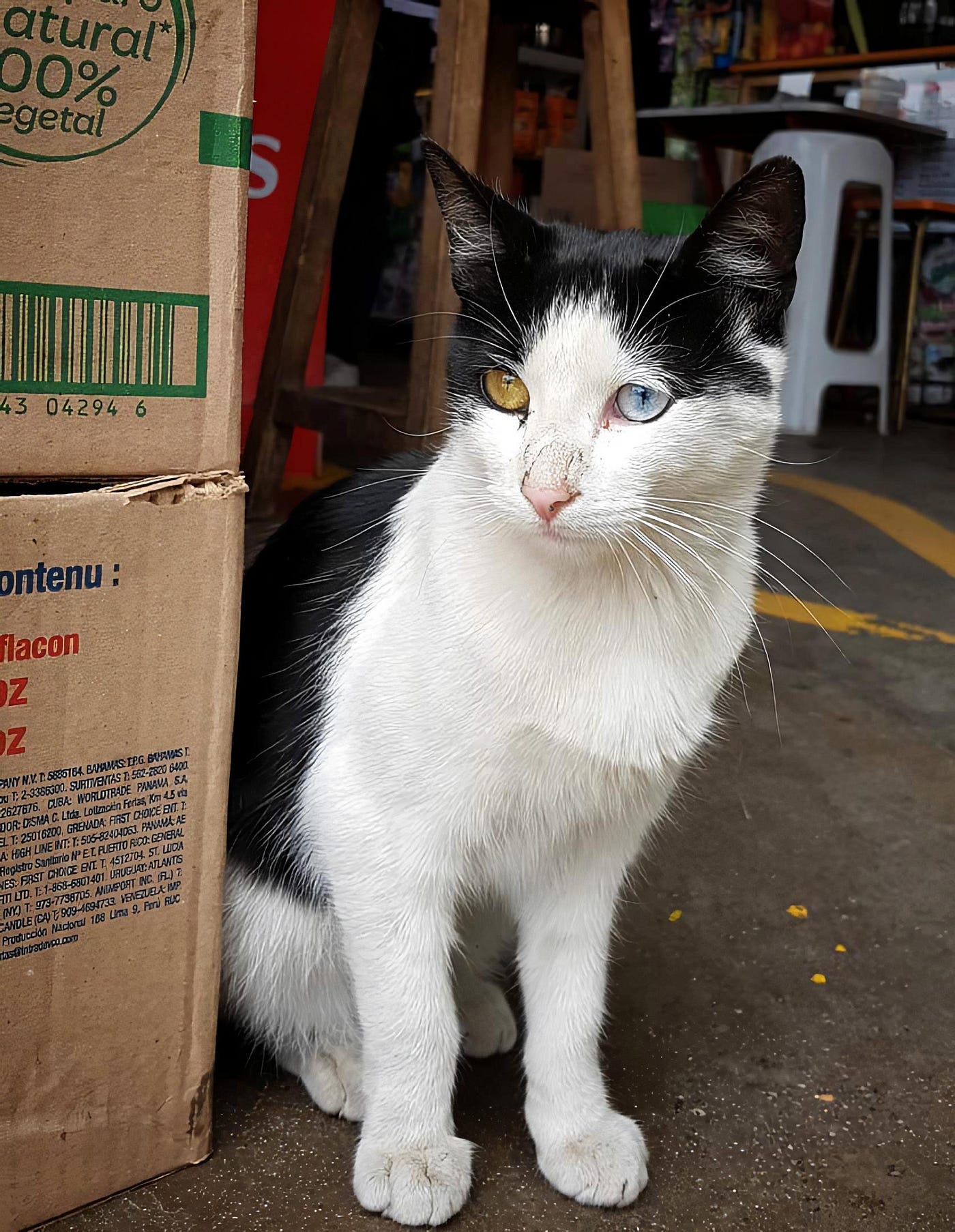 2 Different Colored Eyes Cats