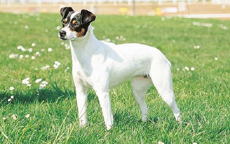 Are Andalusian Hounds Easy To Train