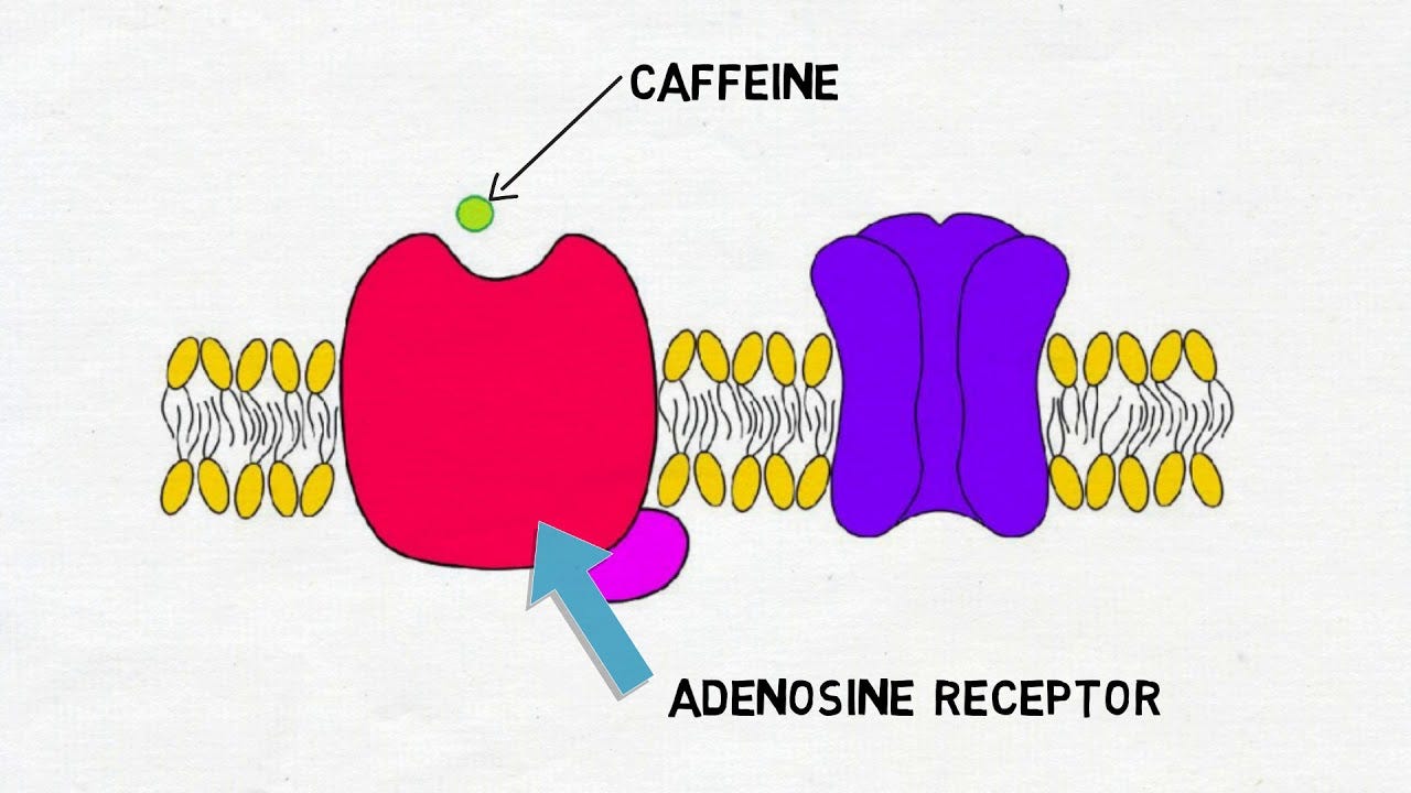 Caffeine And Adenosine Receptors