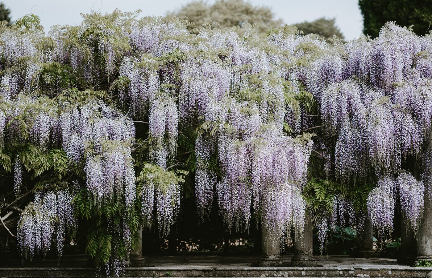 Most Beautiful Trees Ever Most Beautiful Trees In The World, 10