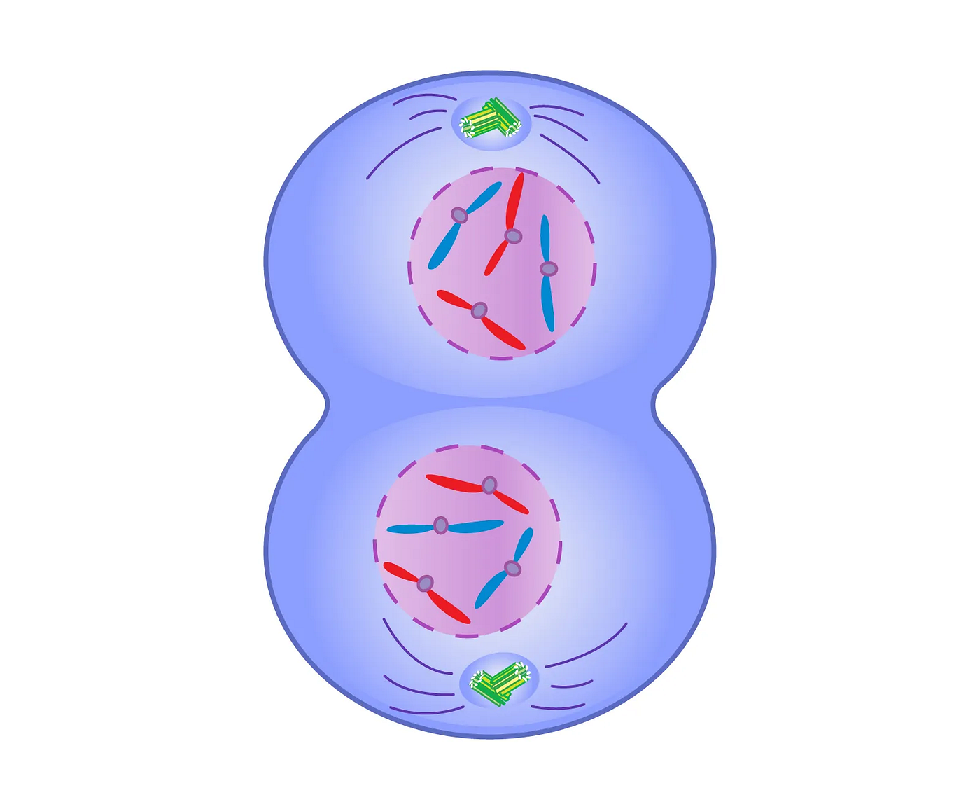 Prometaphase Cell