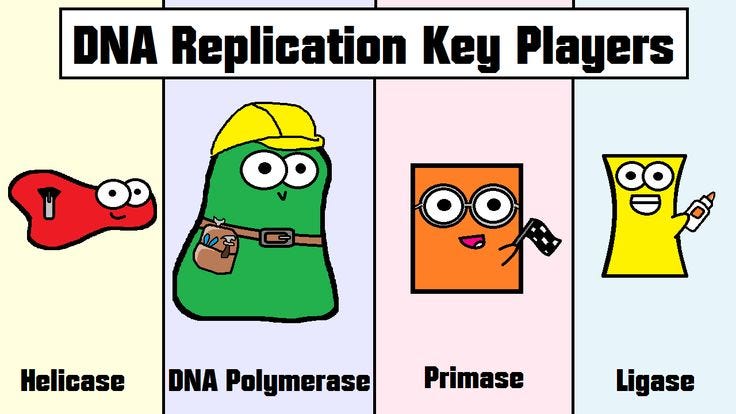 Dna Replication Cartoon 110+ Cartoon Of Dna Replication Stock