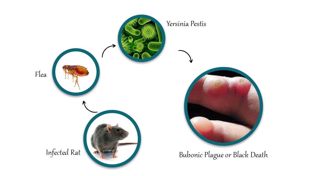 Infected Flea Black Plague