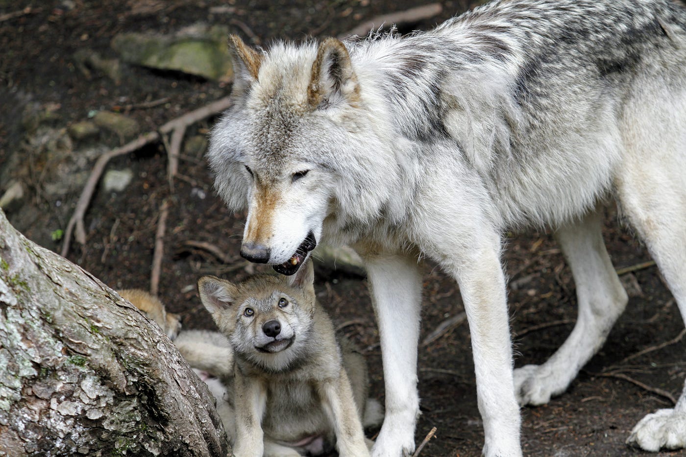 Yellowstone Park Wolves