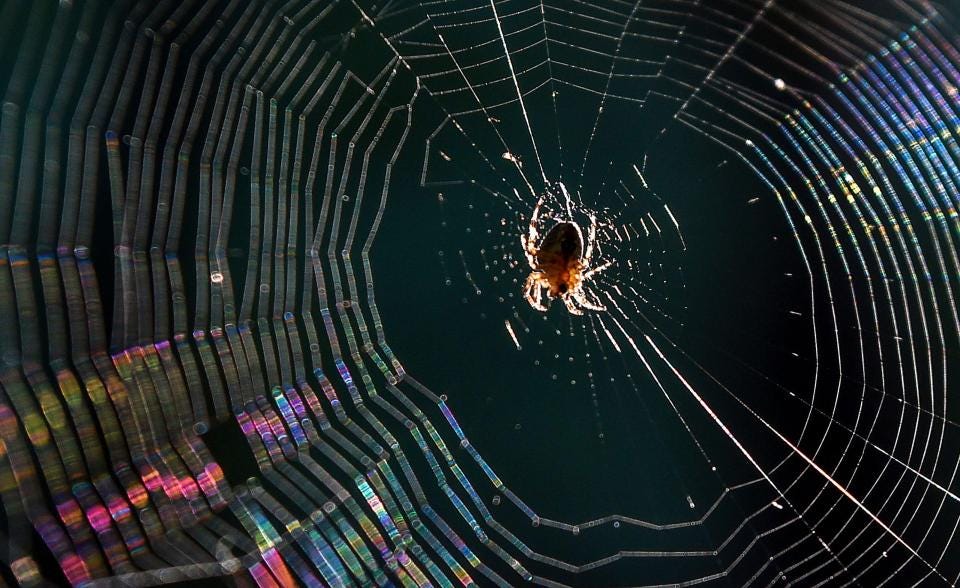 Intuition Thinker Underwater Spider Uses Air Bubble Webs