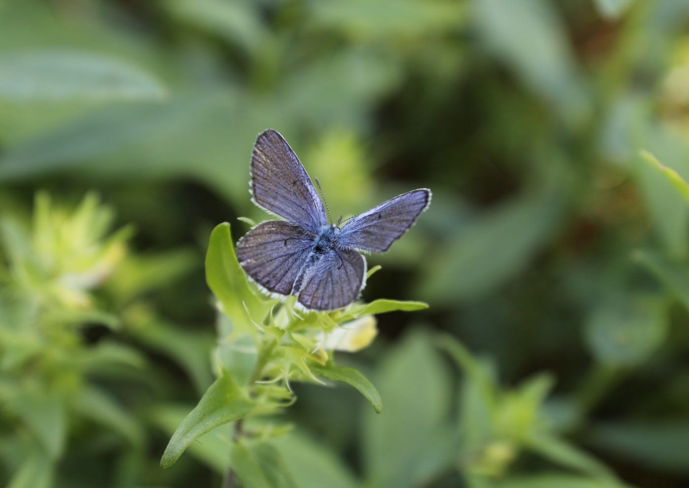 Karner Blue Butterfly Pictures