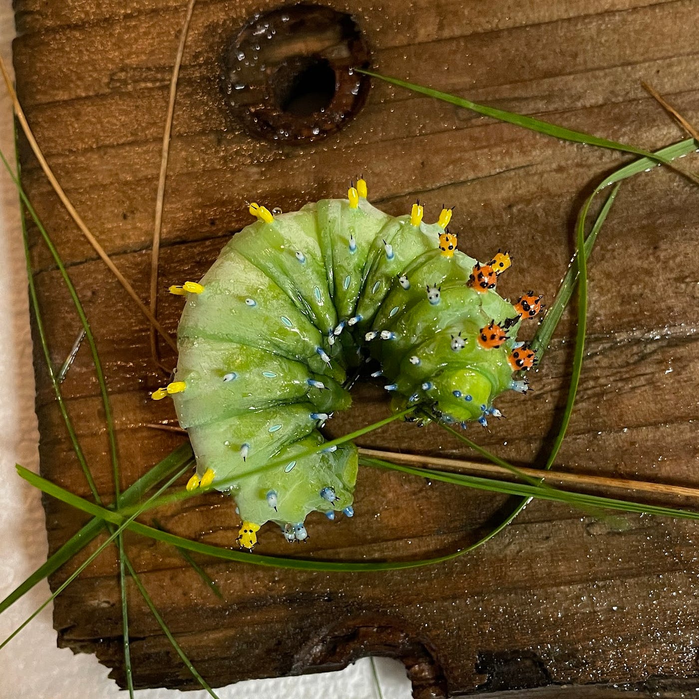 Giant Caterpillar Monster