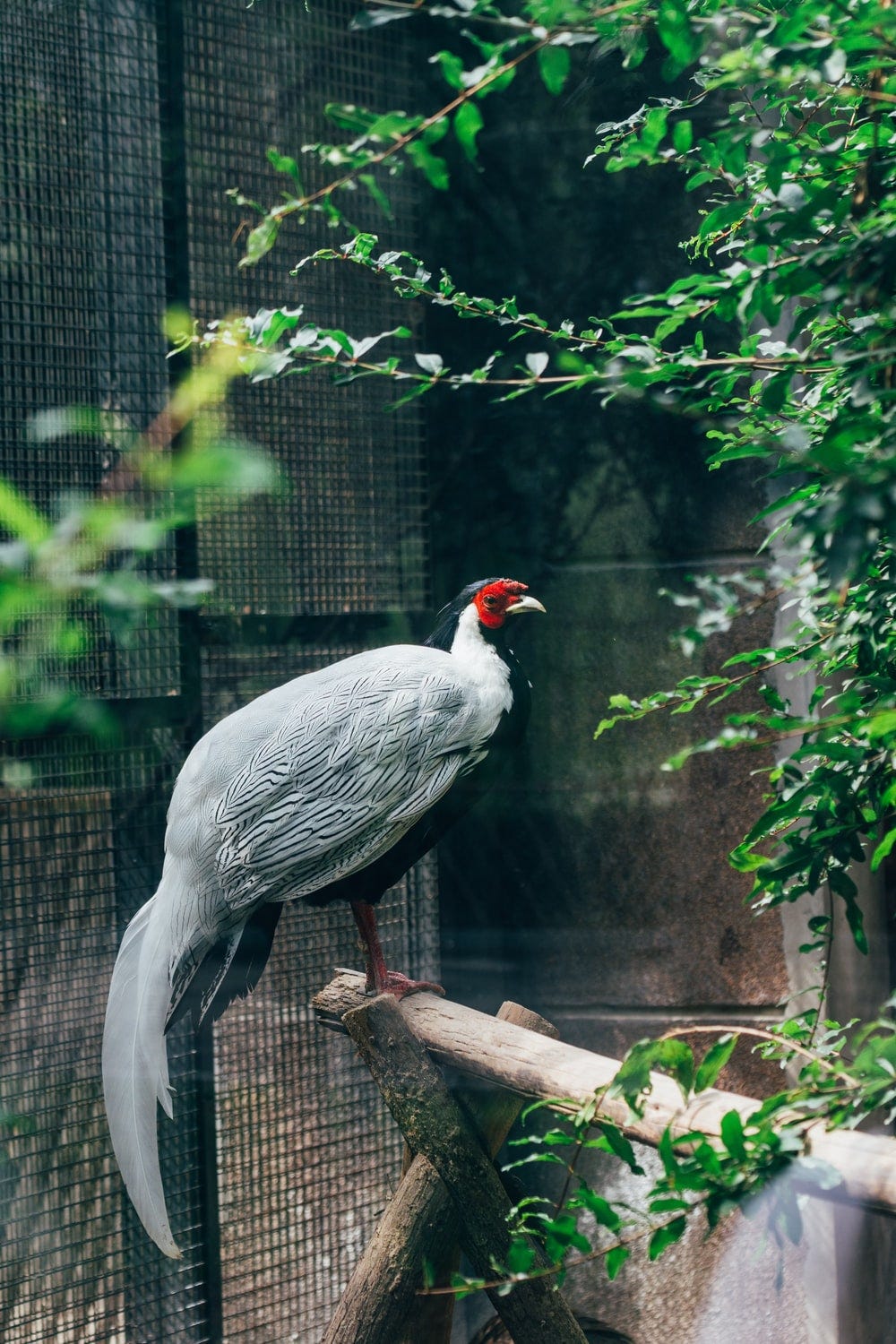 Imperial Pheasant