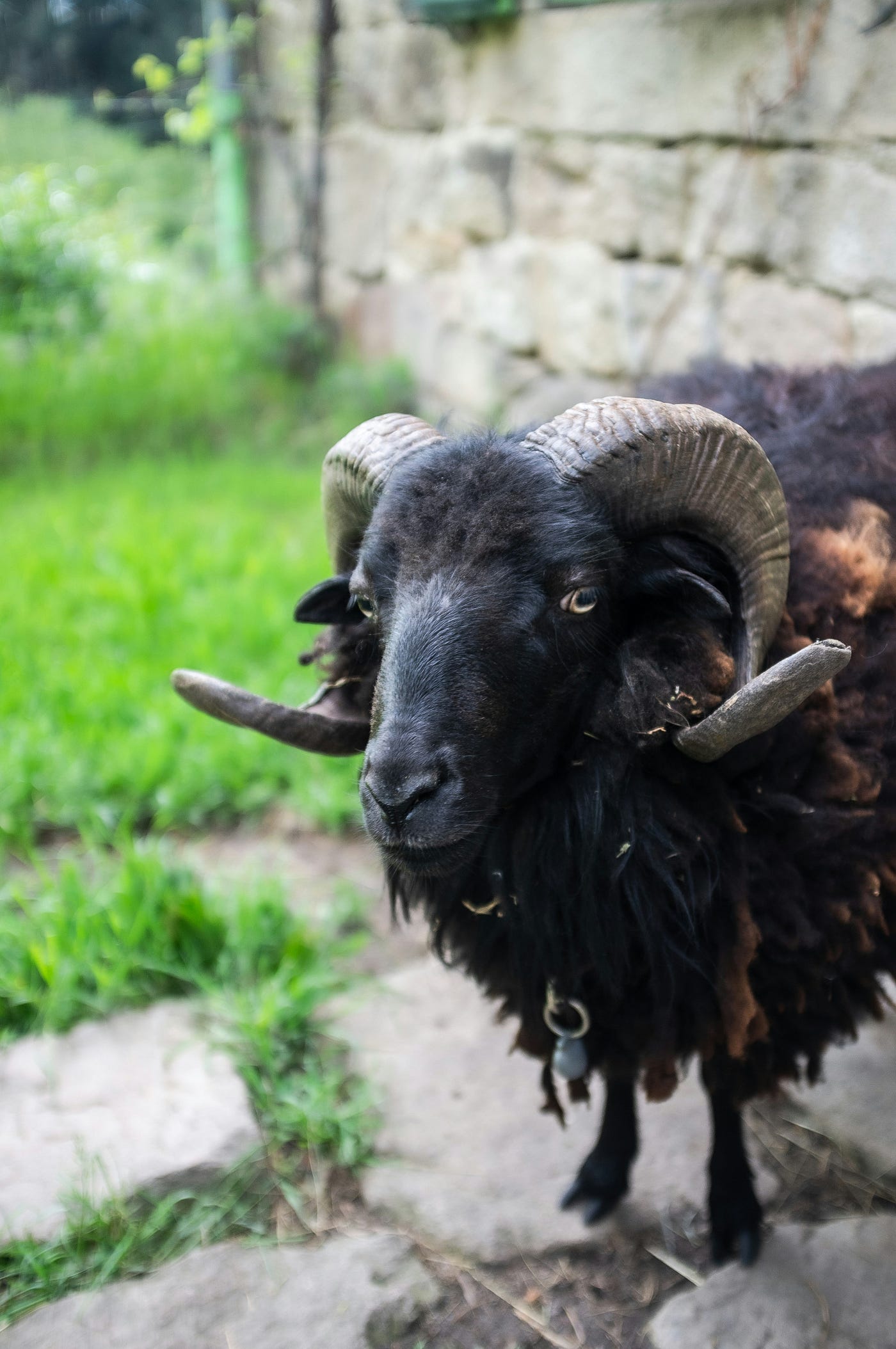 Black Sheep Metaphor