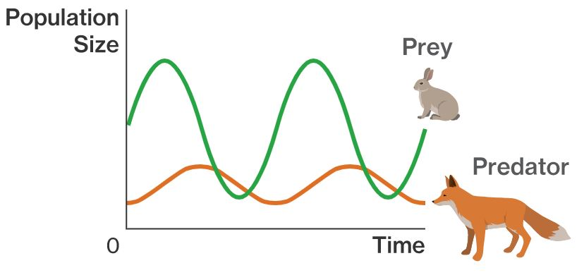 Prey And Predator PPT Predators And Prey Of The Chihuahuan Desert