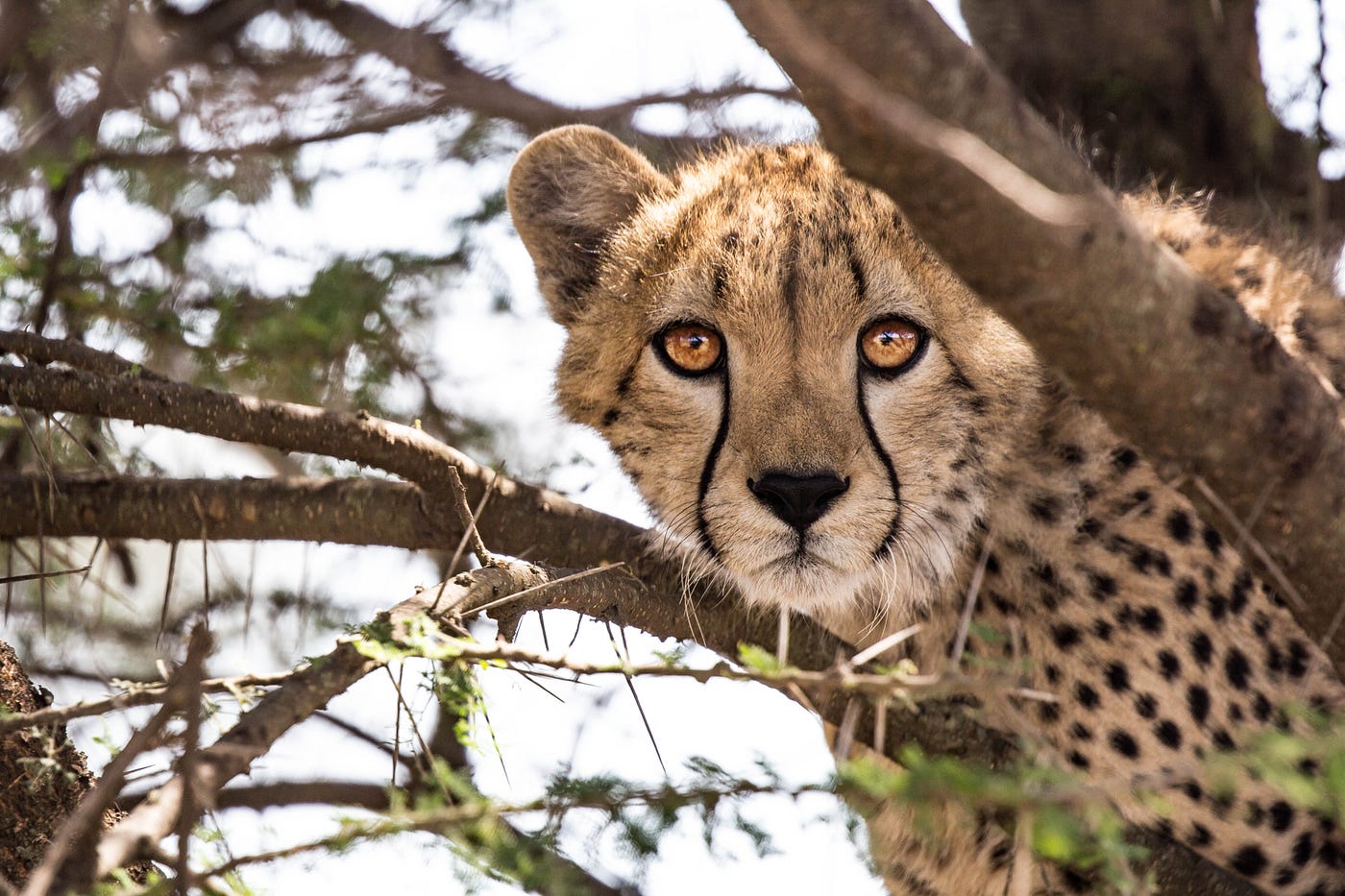 Cool Images Of Cheetahs