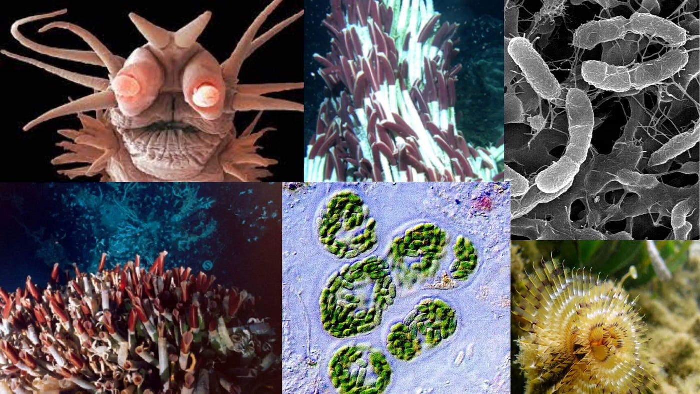 Chemoautotrophic Bacteria