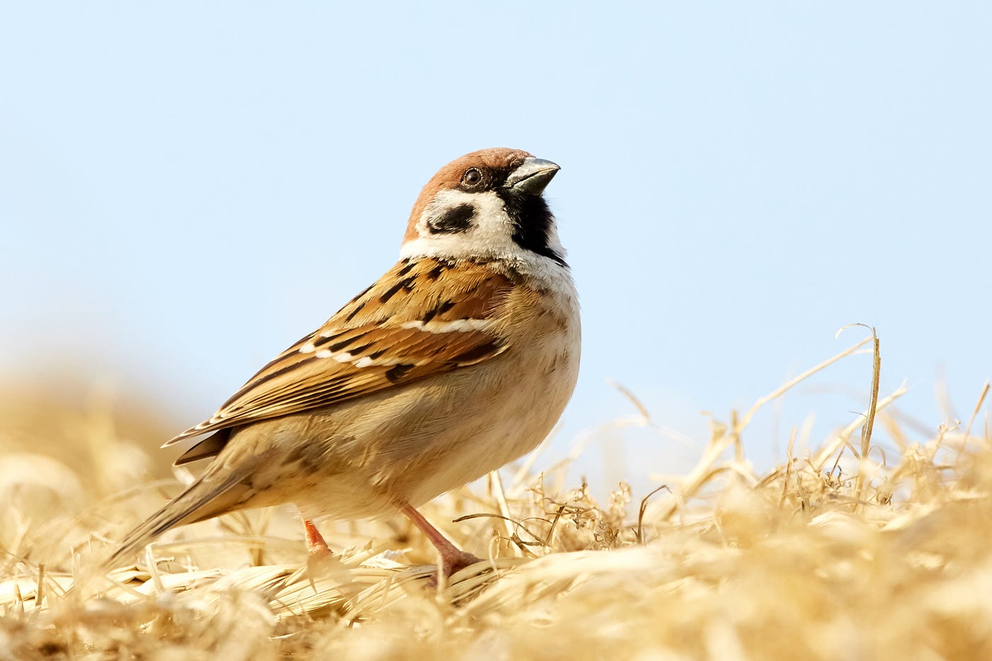 Dying Bird Quotes