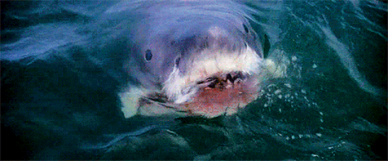 Great White Shark Bite Gif