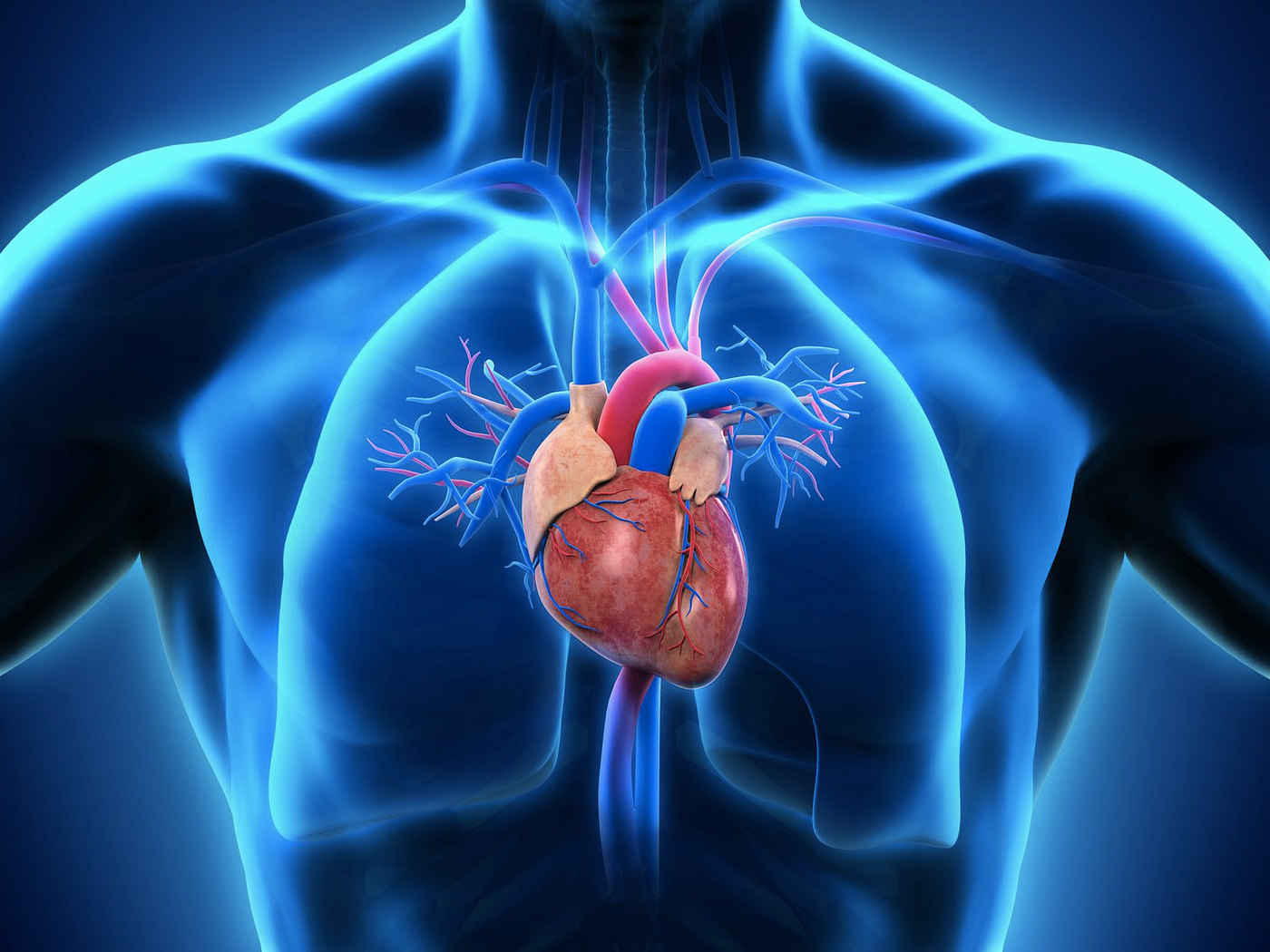 Brain Cells In Heart