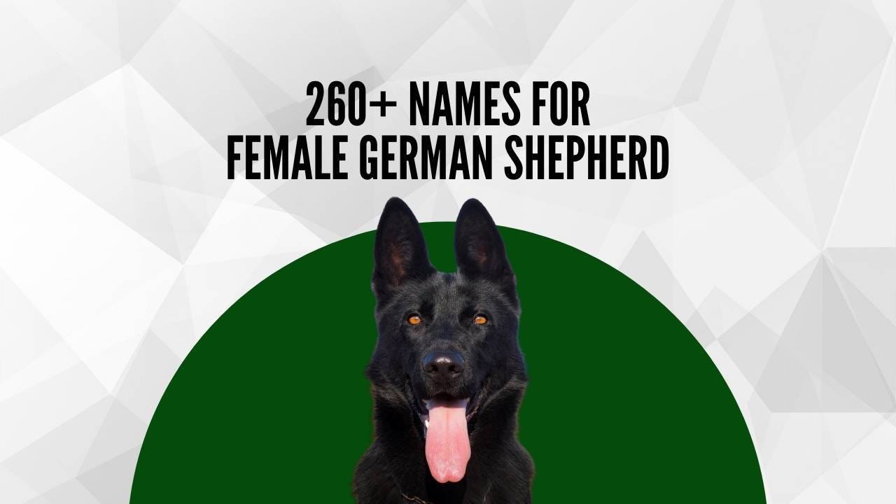 Black German Shepherd Names Female
