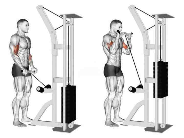 Reverse Cable Curls