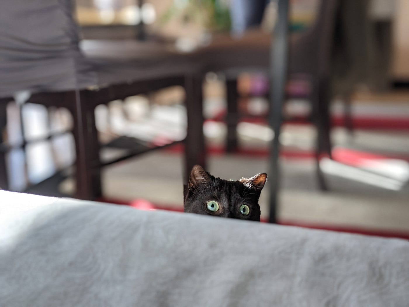 Freaked Out Cat