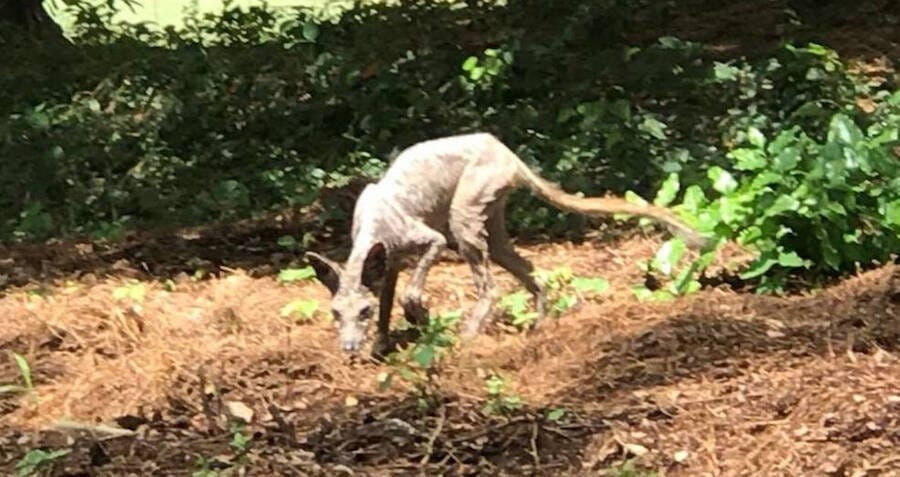 National Geographic Chupacabra