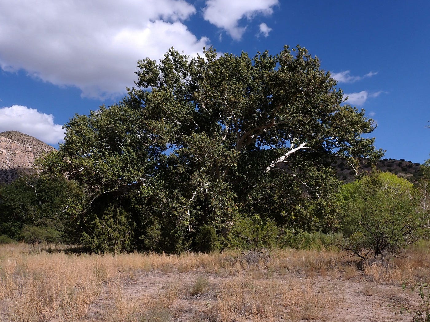 Tree Species In Arizona Autumn In The Gila, 1 Of 3: Trees | By