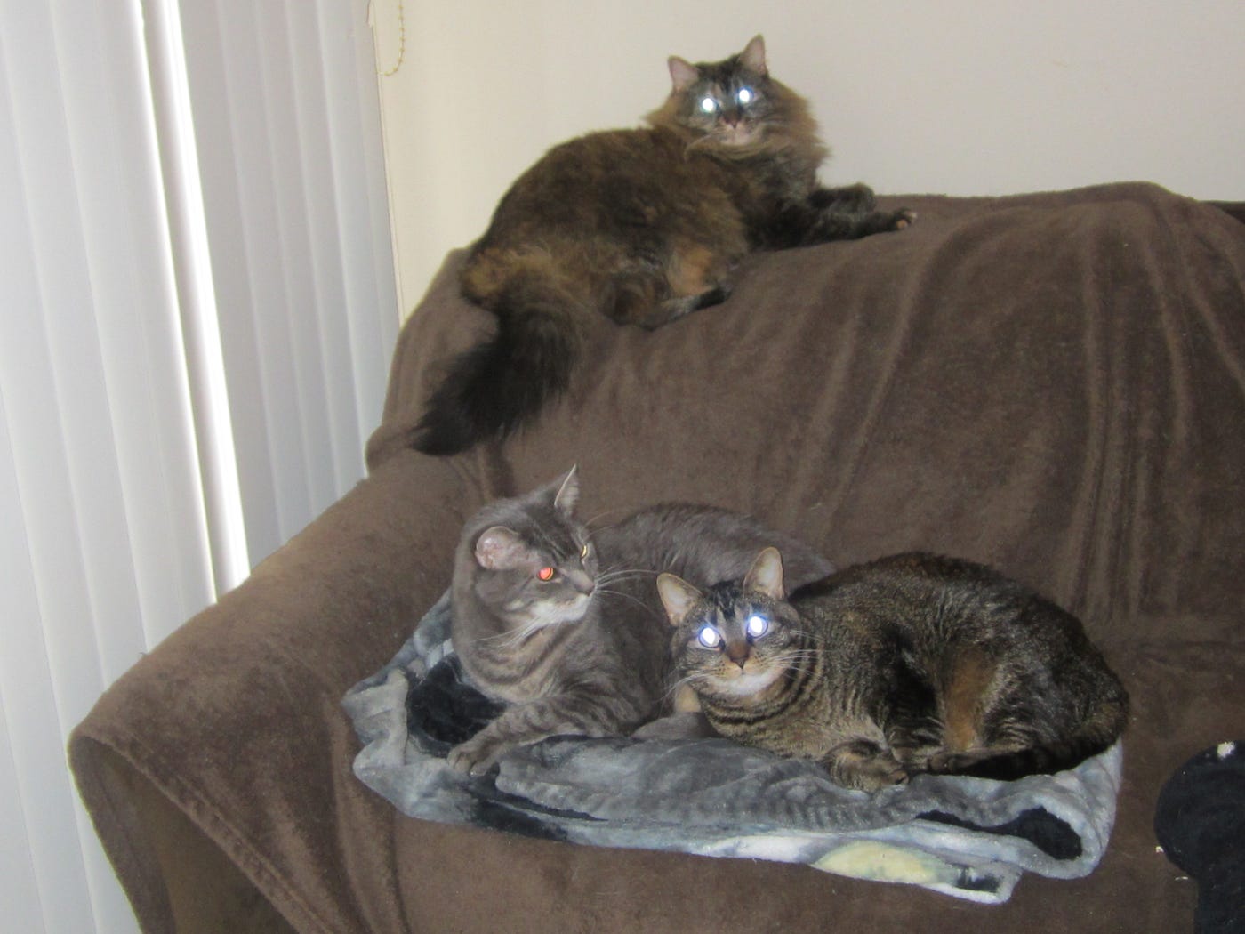 Real Crazy Cat Lady