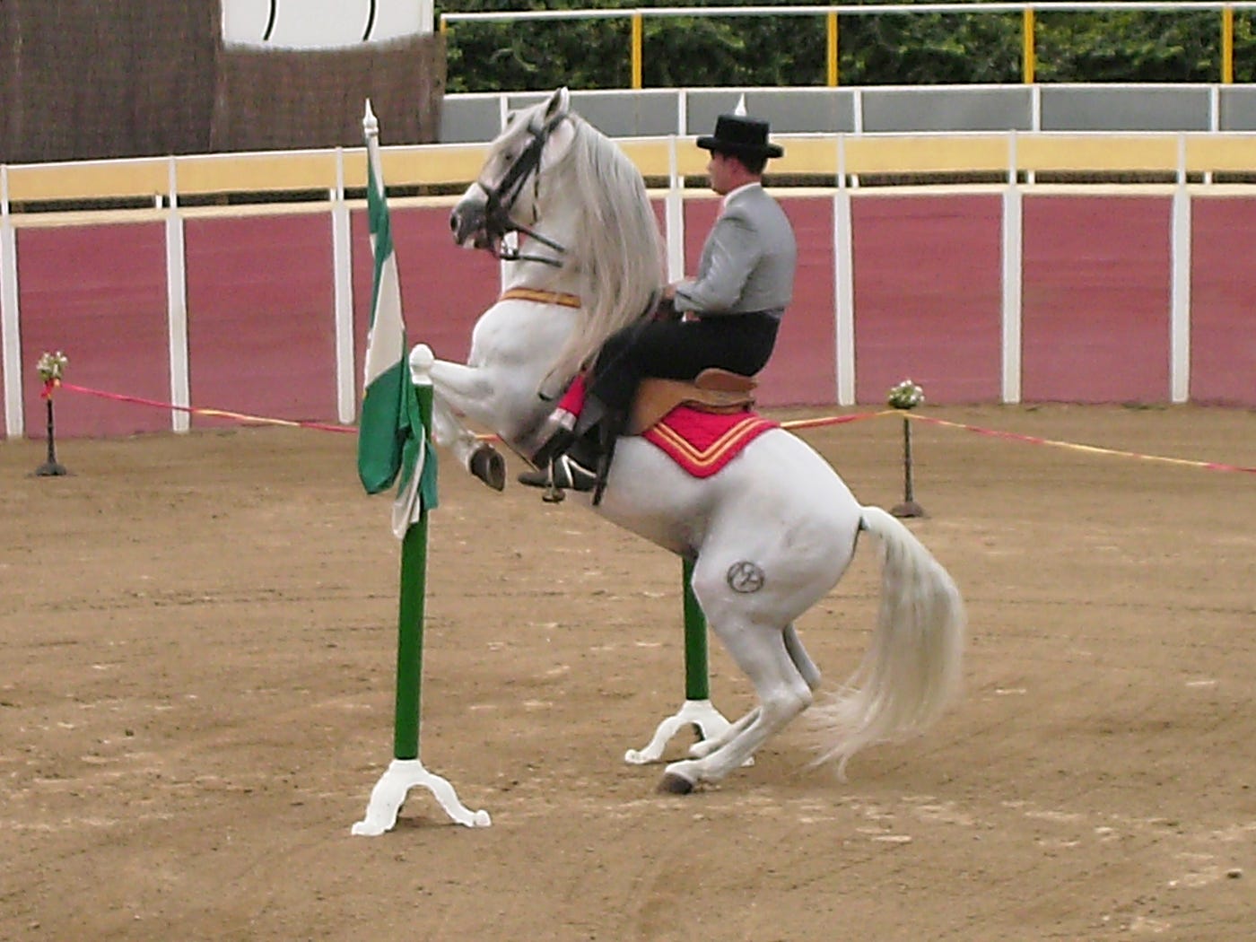 Andalusian Horse Jumping