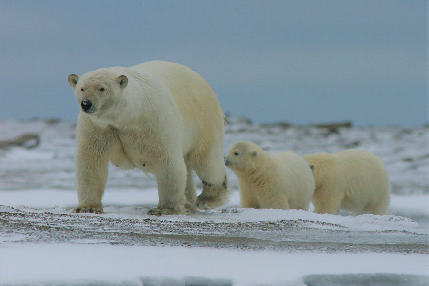 Polar Bear Adaptations