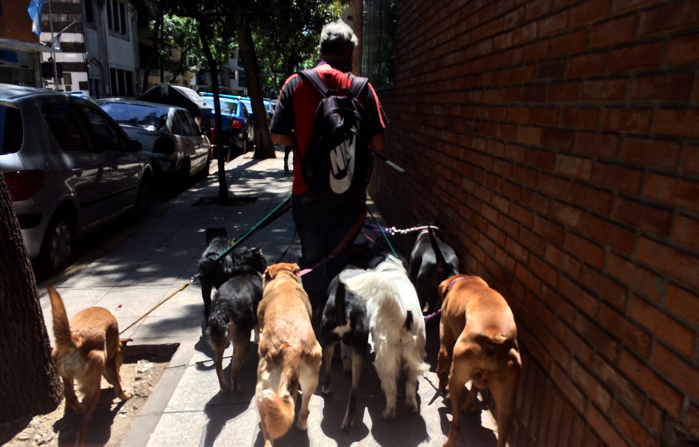 Que Ganan Los Paseadores De Perros