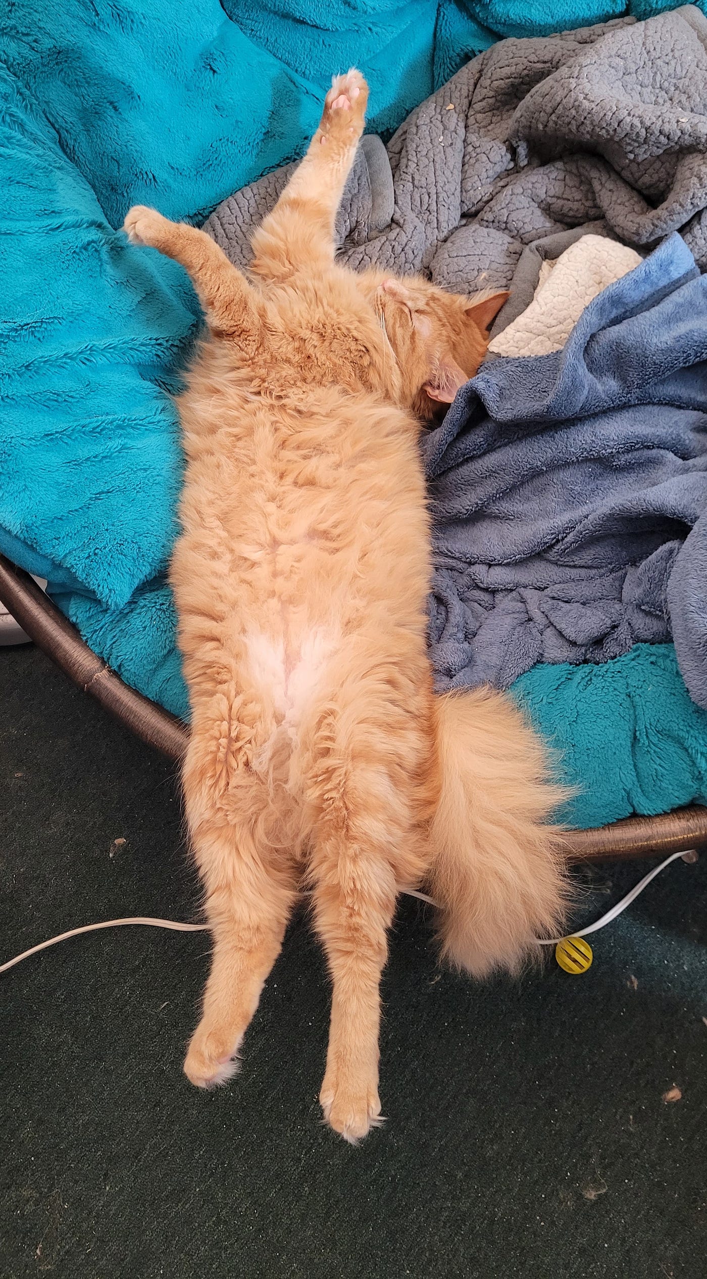 Cat Stretching