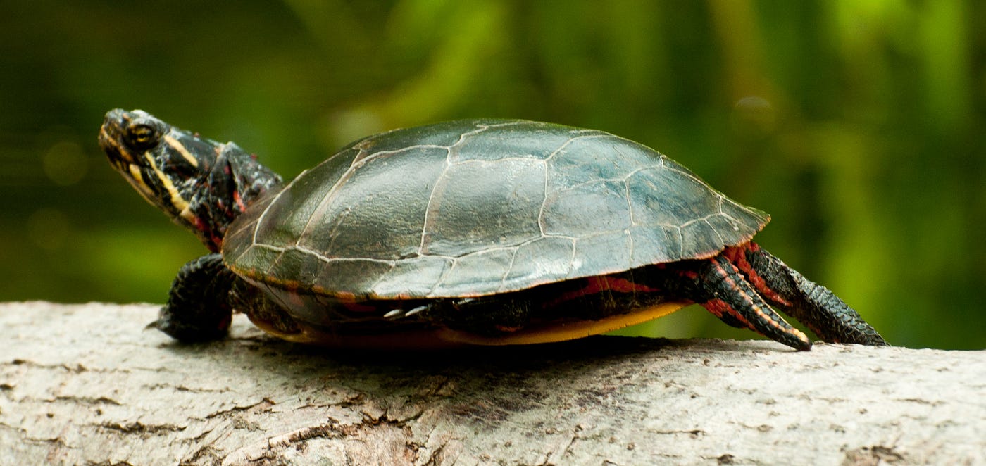 Eastern Painted Turtle