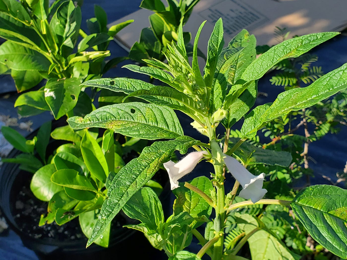 Black Sesame Seed Plant Sesame | Description, Uses, & Facts