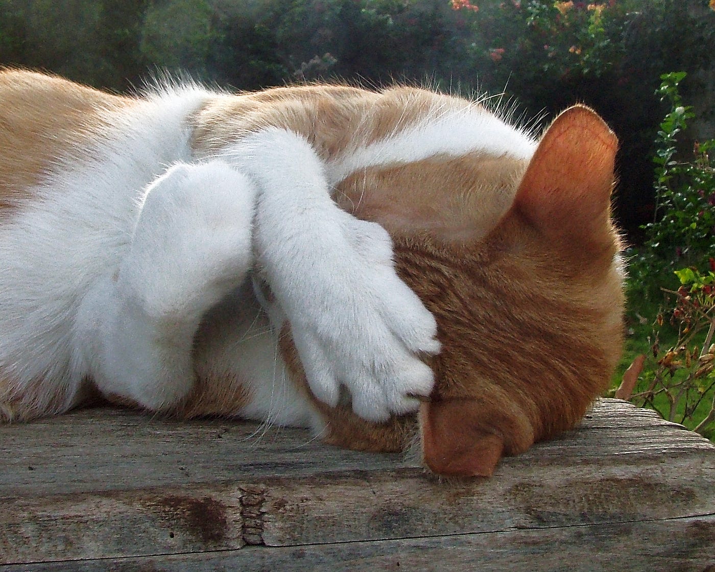 Bad Morning Cat