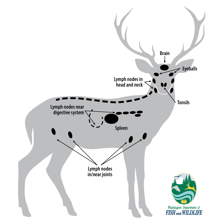 DNR confirms 52 deer have Chronic Wasting Disease | Maryland Shooters ...