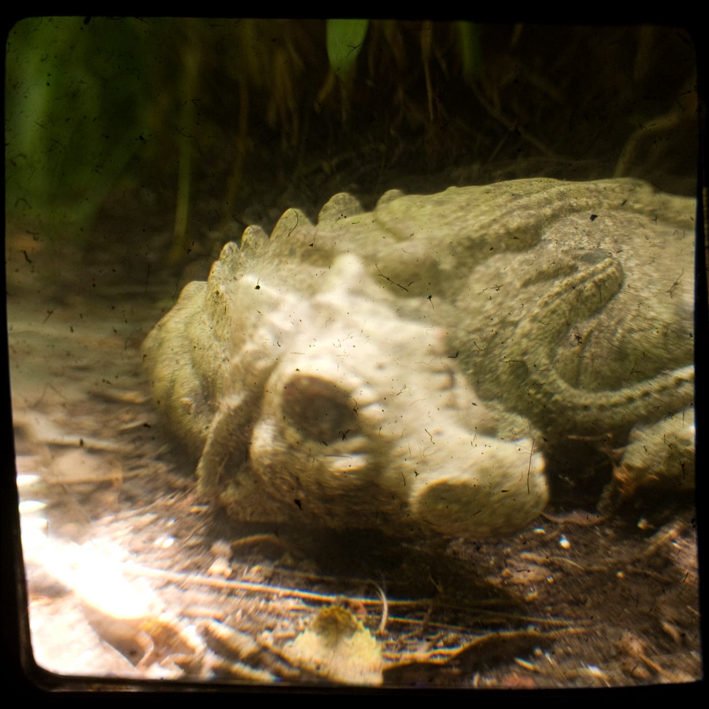 Snapping Turtle Eating Mouse
