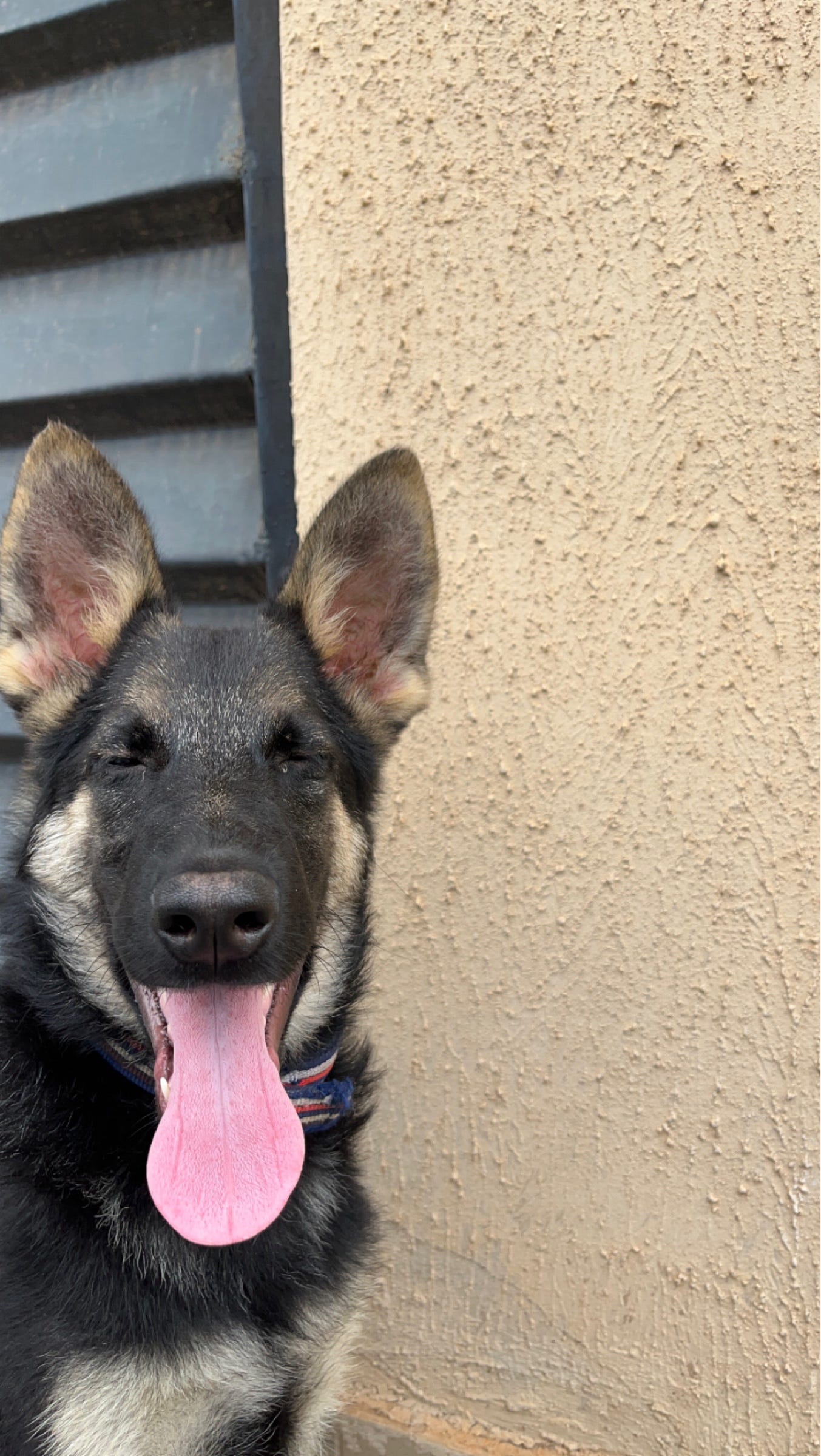 All Tan German Shepherd