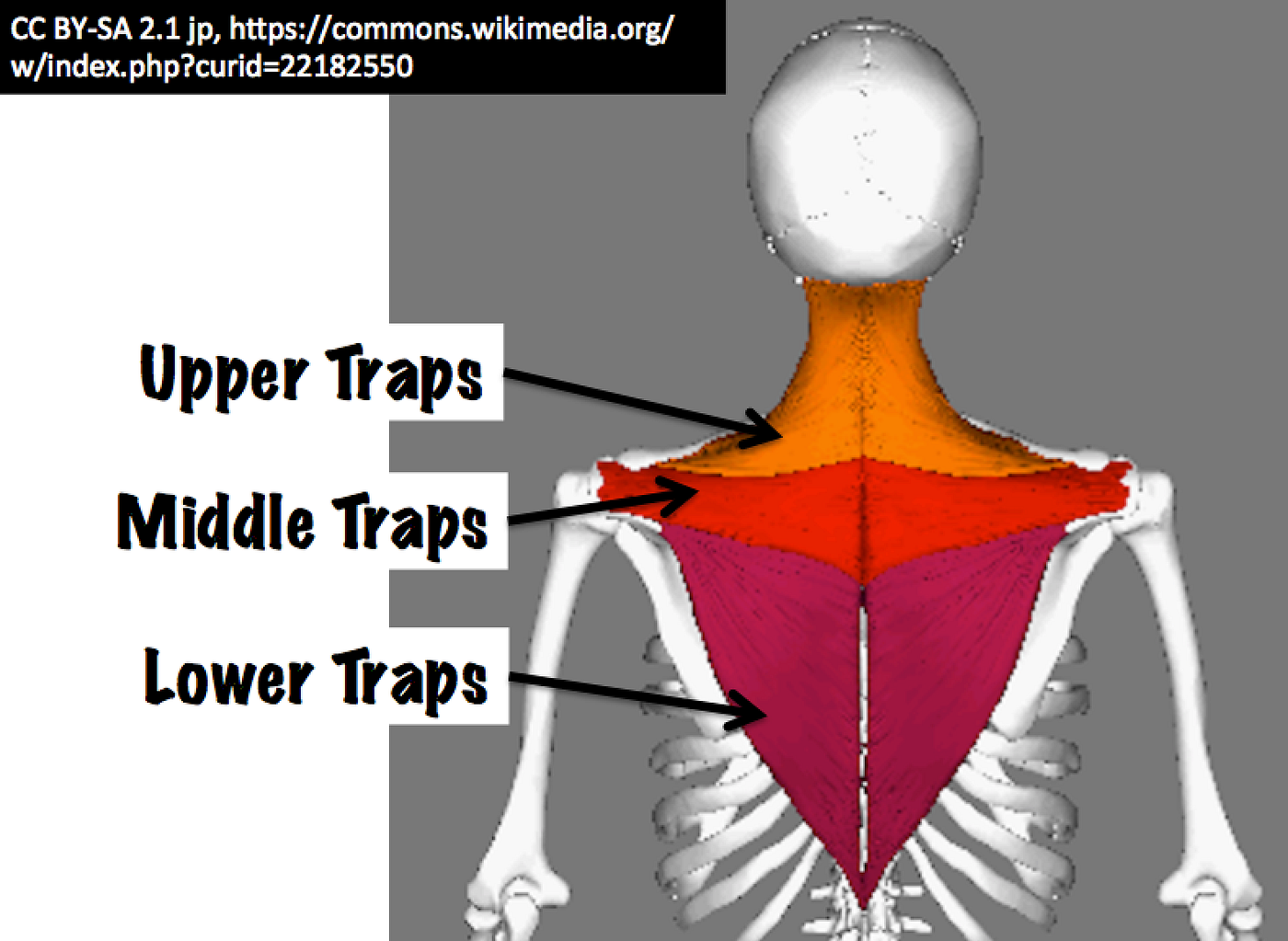 Upper Trapezius Muscle Action