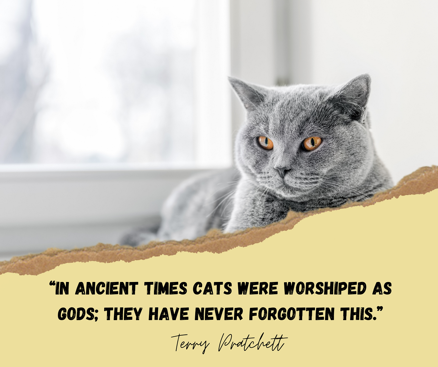 Ancient Cat Quotes