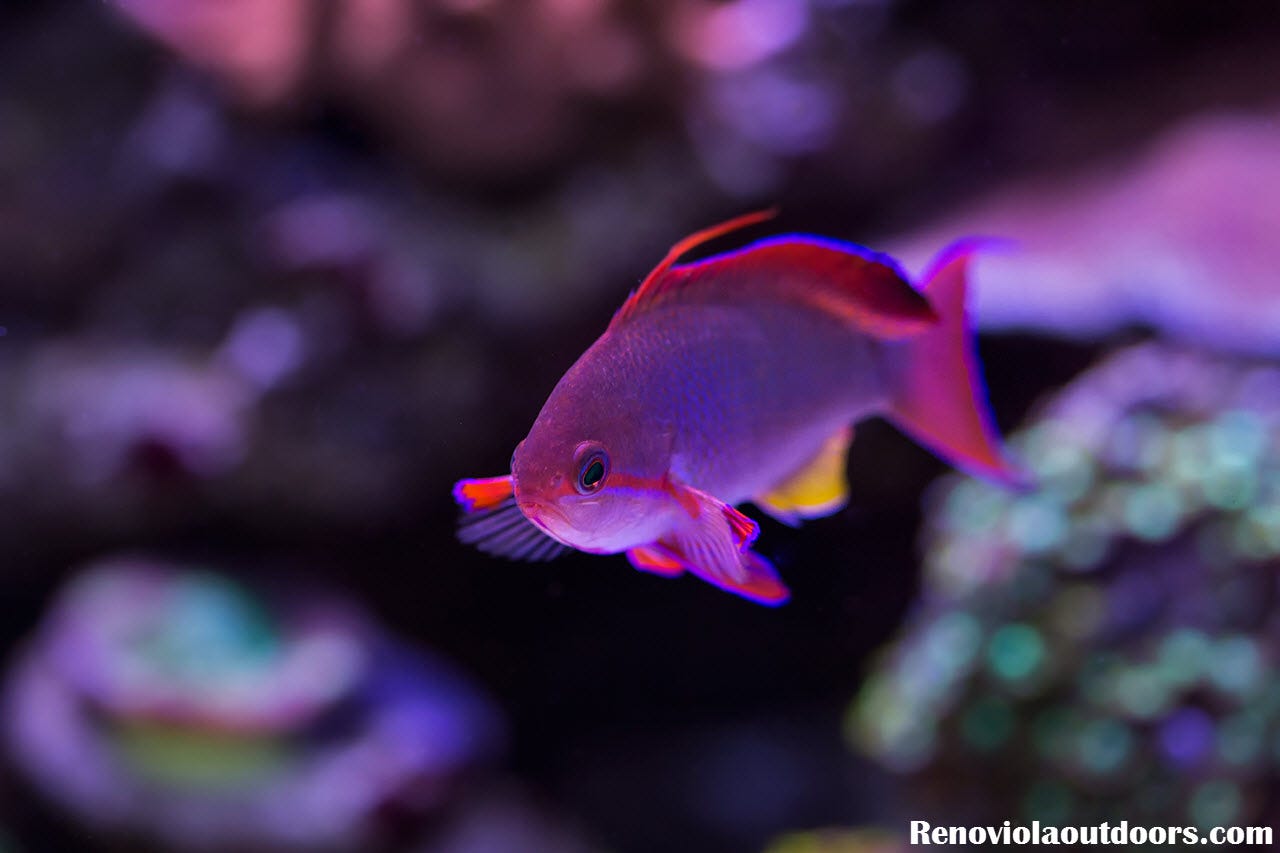 10 Most Beautiful Fishes Top 10 Most Beautiful Fish In The World