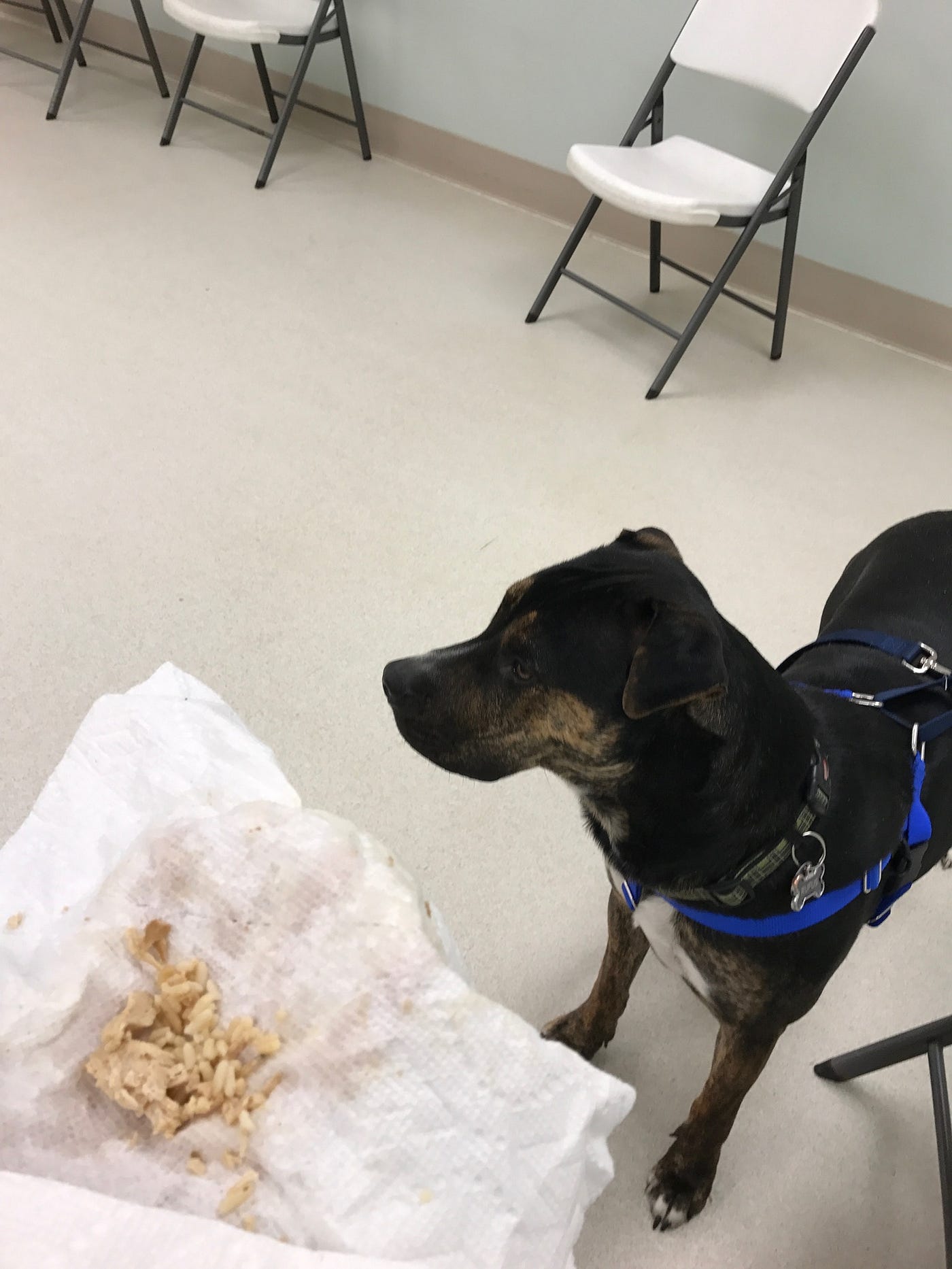 Scared Shitless Dog
