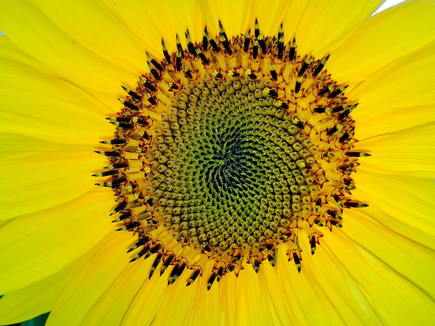 Fibonacci Sequence Flowers