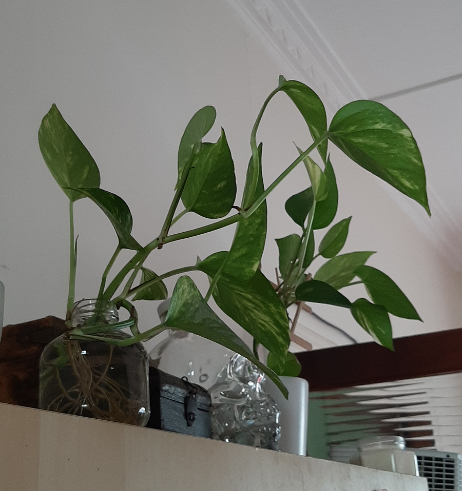 Big Dumb Pothos Guide for Black Thumbs, Dark Times and Beyond. | by Jilder