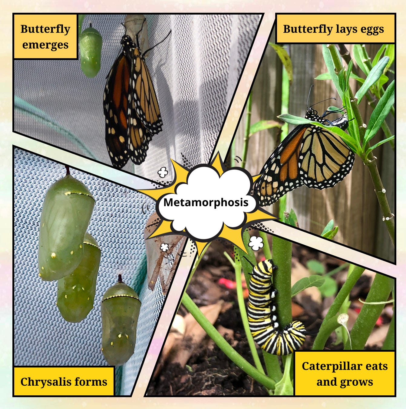 Monarch Chrysalis Timeline