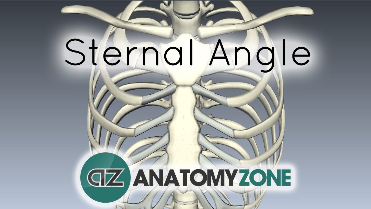 Angle Of Louis Anatomy Sternum